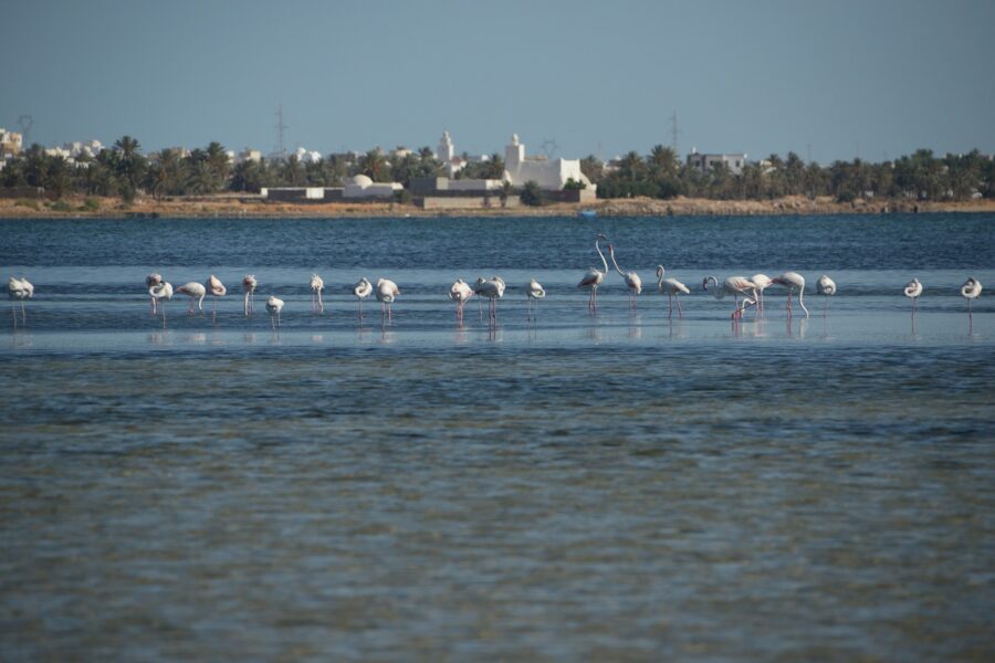 La Doukana de Sidi Jmour - Djerba - Maisons d'hôtes en Tunisie